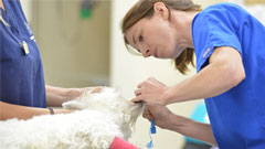 Module 1: Anaesthesia | BSAVA