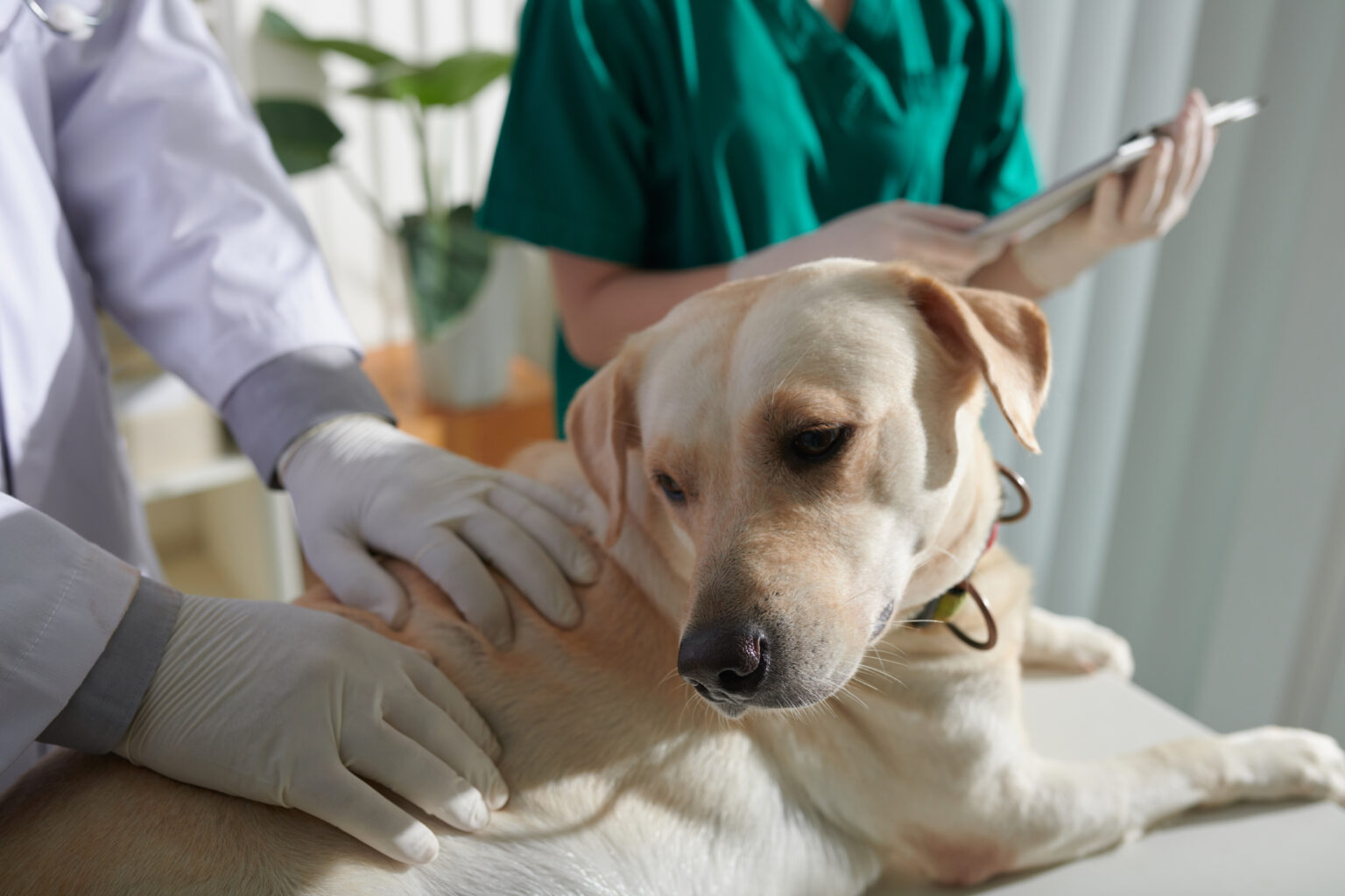 What is the optimal age to initiate cancer screening in dogs?