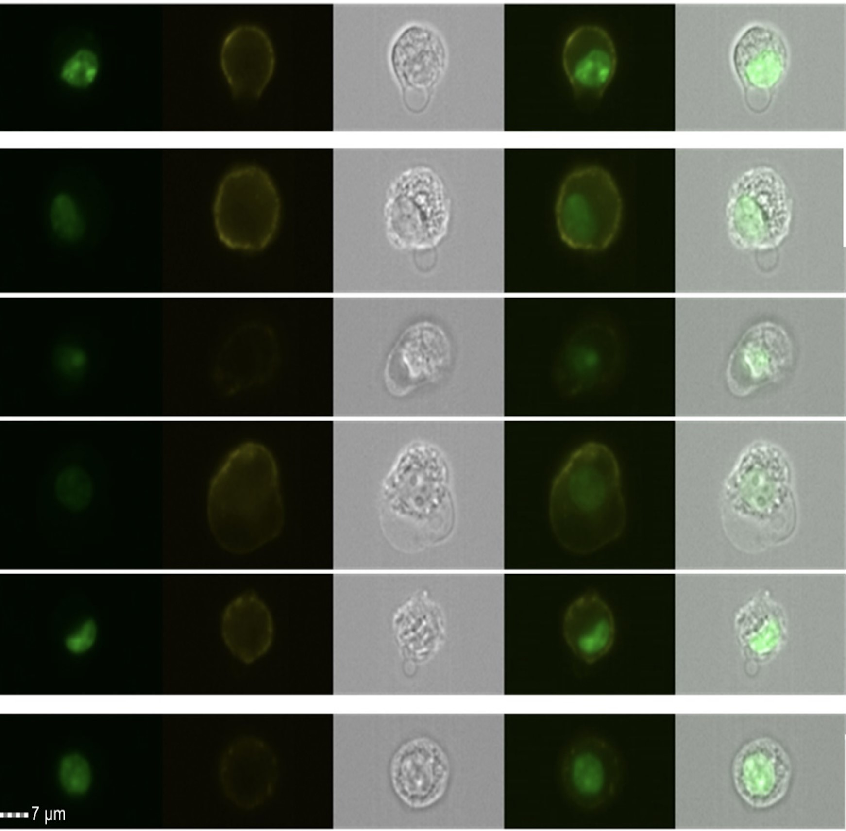 Projects awarded funding in 2023 | BSAVA